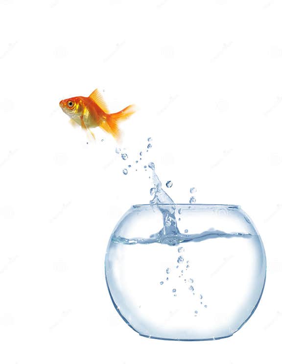 Jumping Out from Aquarium Fish Stock Image - Image of flee, move: 11511559