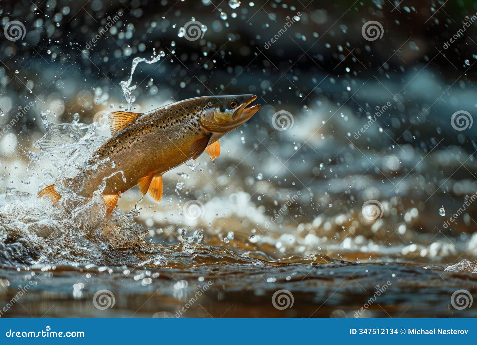 Jumping Out from Water Fish in River Stock Photo - Image of trophy ...