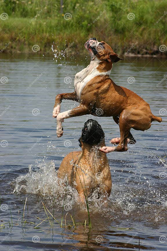 Jumping Over stock image. Image of hound, grass, friendship - 662921