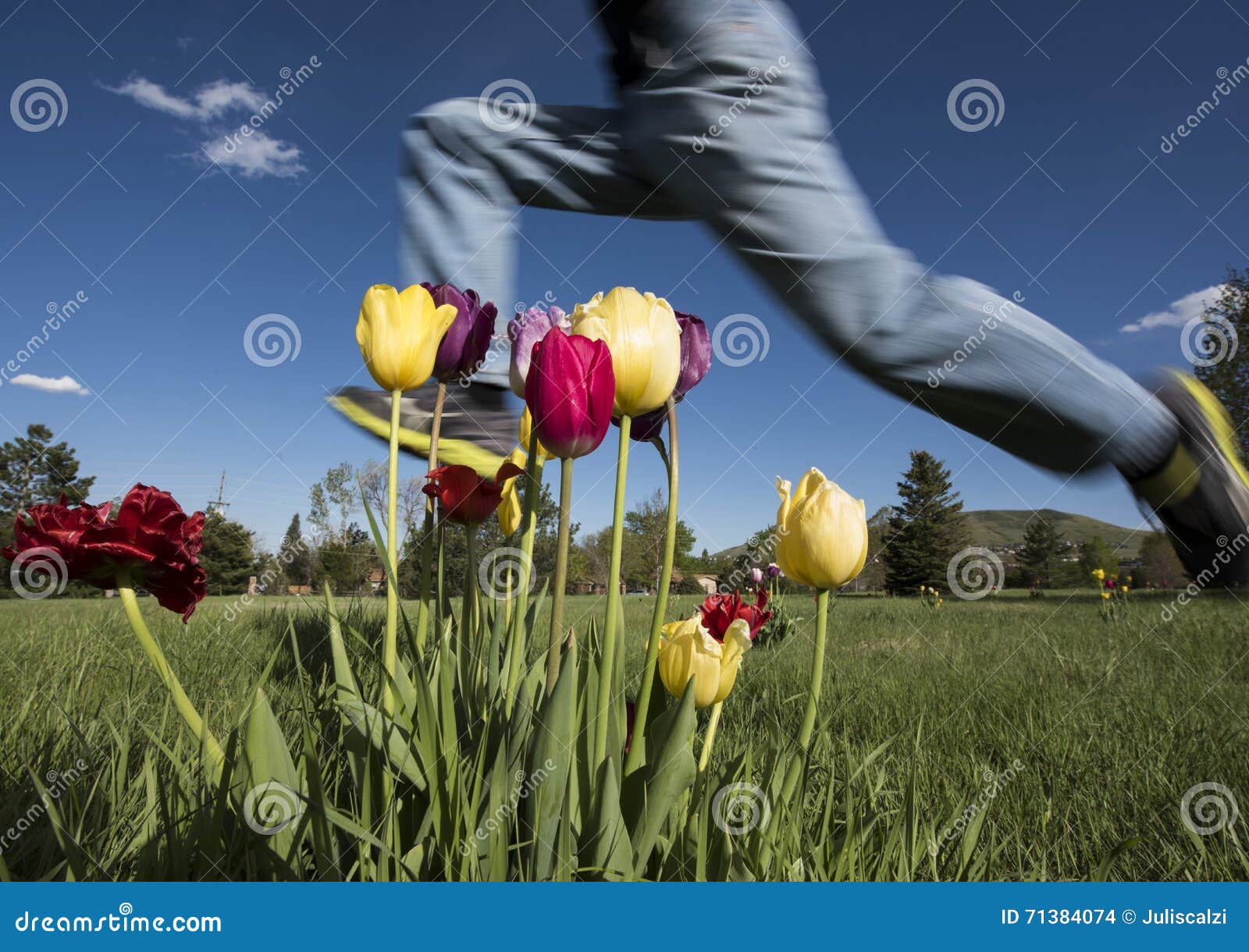 Jumping over tulips stock photo. Image of leaping, springtime - 71384074