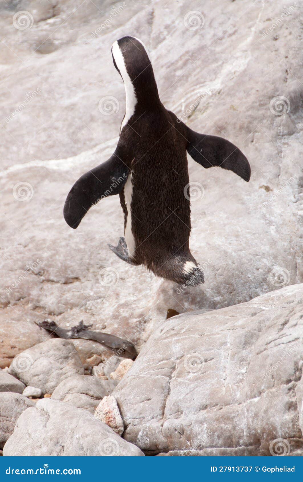 Jumping Penguin stock image. Image of bird, jumps, beak - 27913737