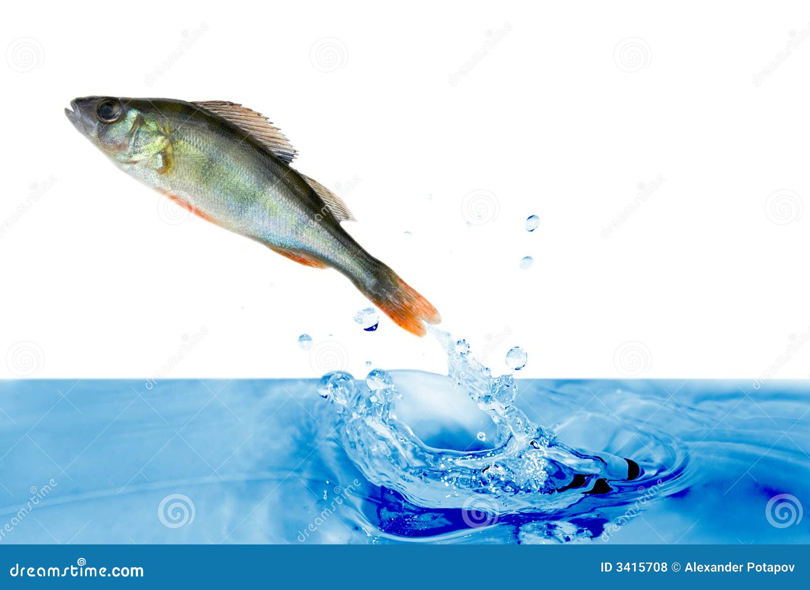 142 Jumping Perch Photos - Free & Royalty-Free Stock Photos from Dreamstime