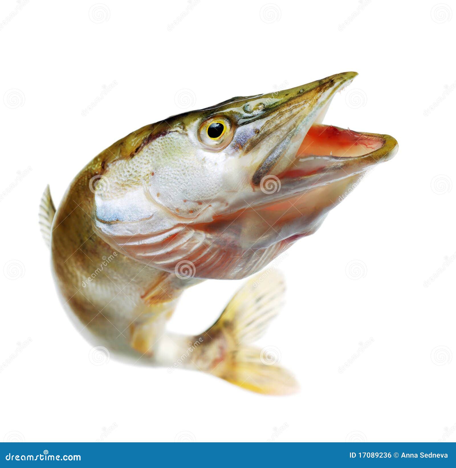 126 Jumping Pike Photos - Free & Royalty-Free Stock Photos from Dreamstime