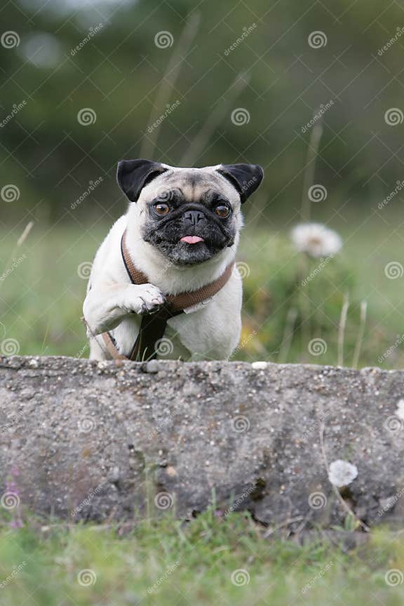 Jumping pug stock photo. Image of brown, mural, close - 17069920