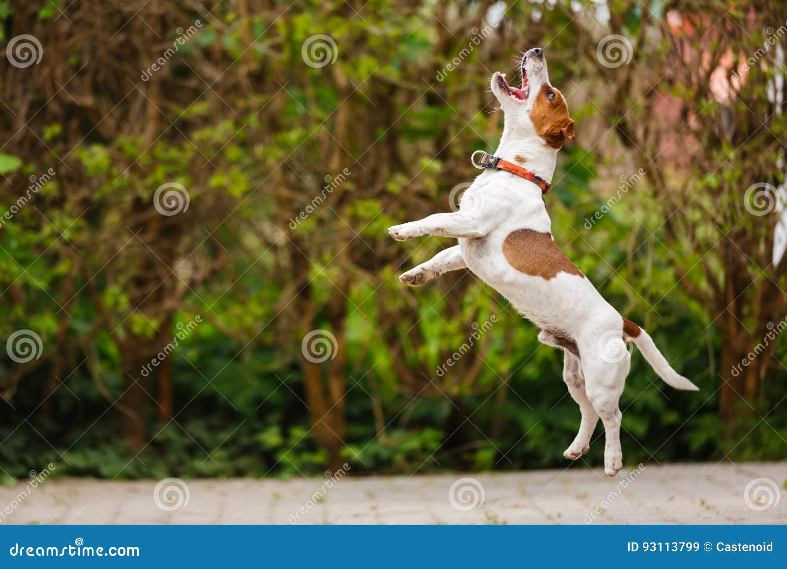 Jumping Puppy Jack Russell Terrier Stock Image - Image of russell, cute ...