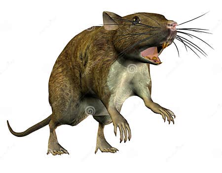 Jumping rat stock illustration. Illustration of tail - 14518093