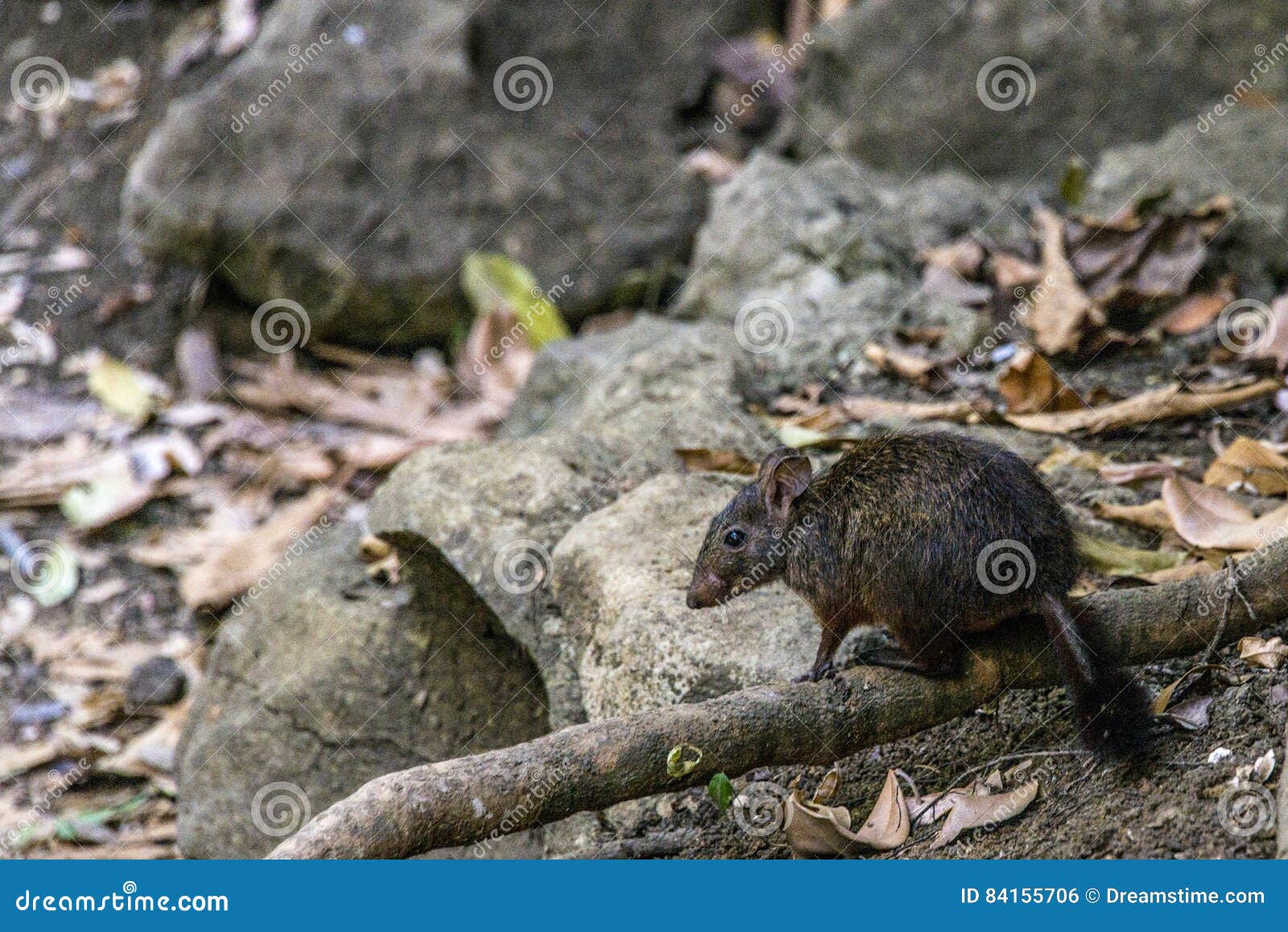 Jumping rat stock photo. Image of nature, animal, park - 84155706