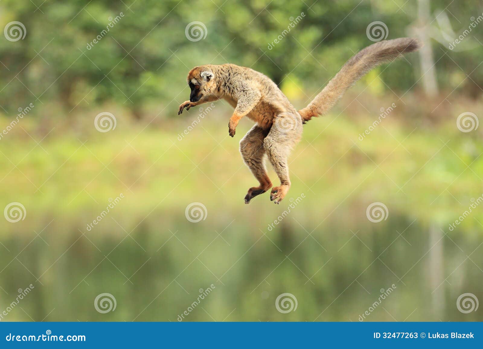 Jumping red-fronted lemur stock image. Image of jumping - 32477263