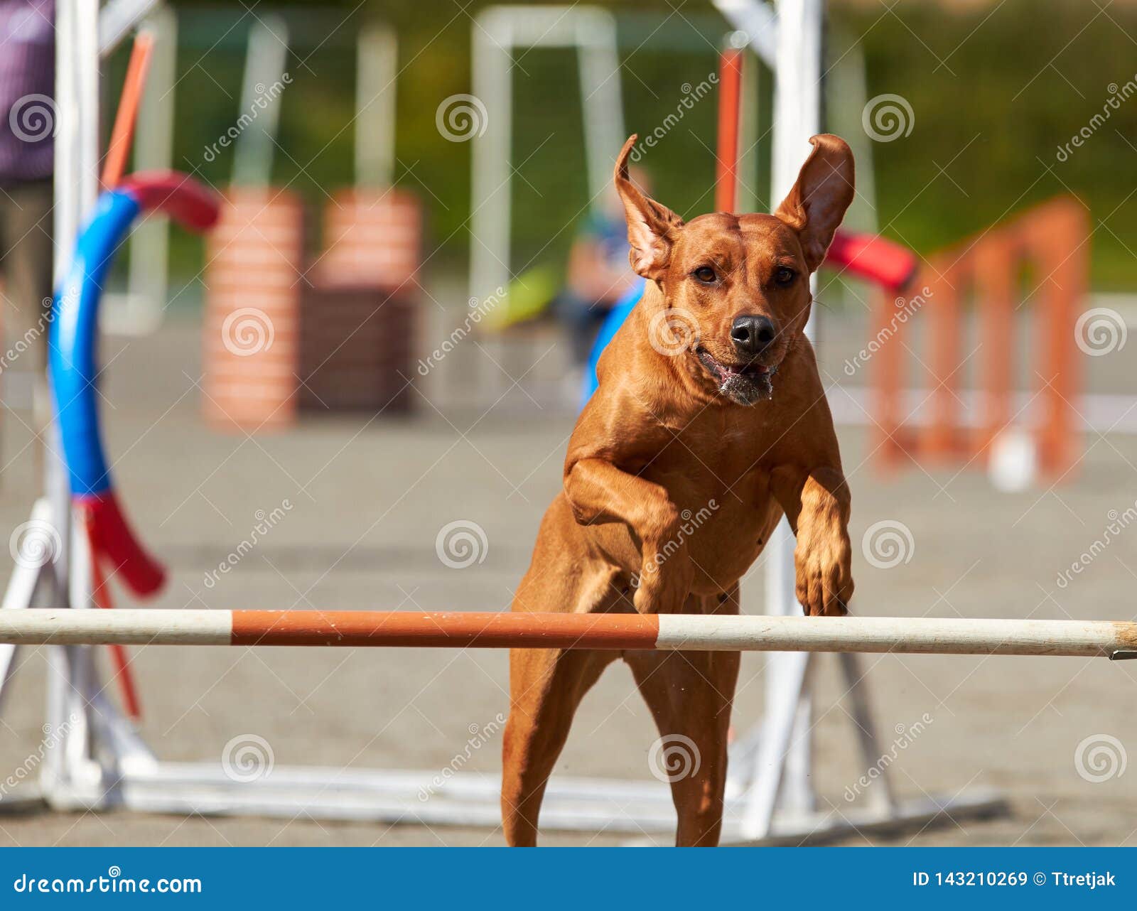 Jumping Rhodesian Ridgeback Royalty-Free Stock Image | CartoonDealer ...