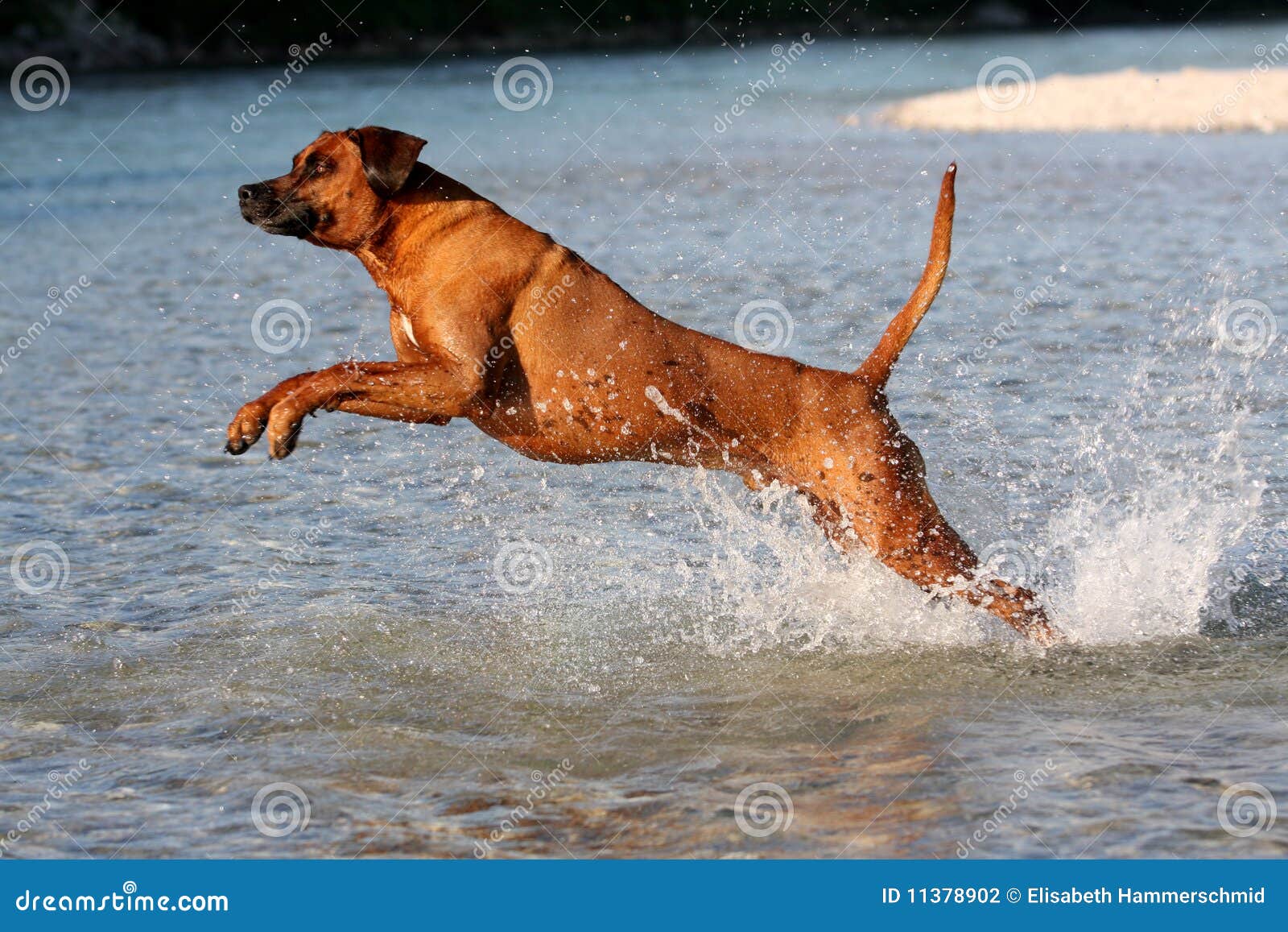 Dog Paws Rhodesian Ridgeback Royalty-Free Stock Photo | CartoonDealer ...