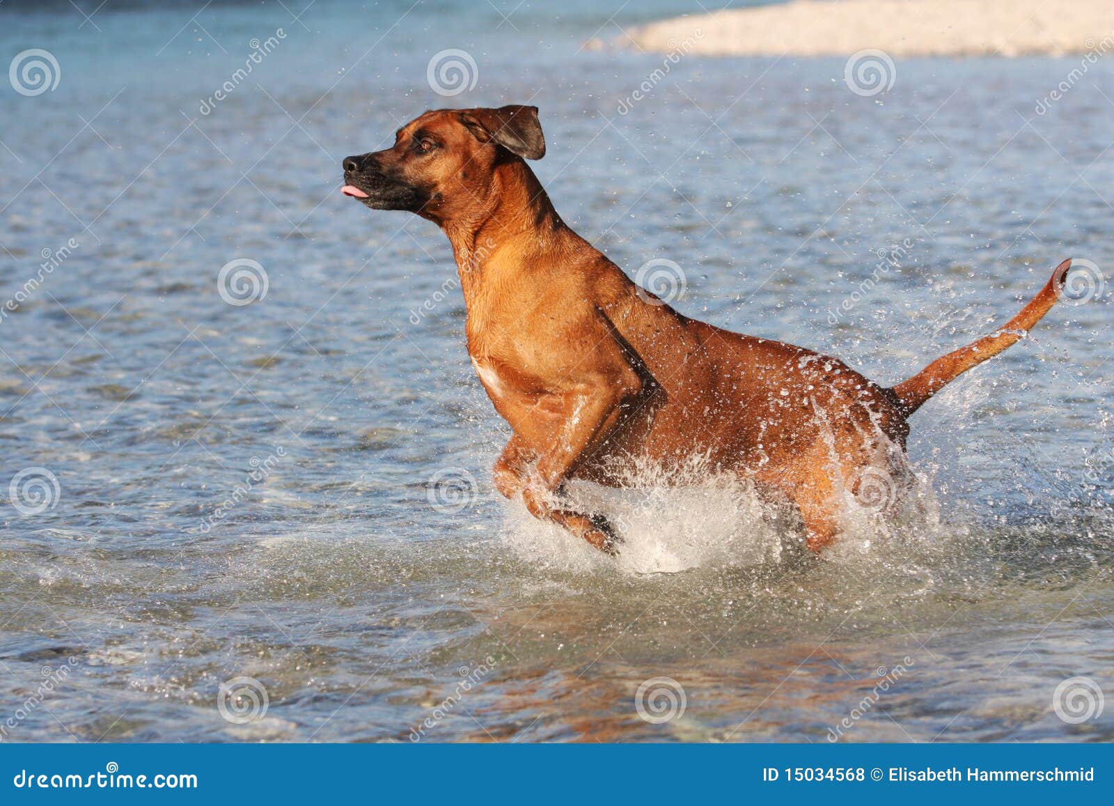 Jumping Rhodesian Ridgeback Stock Photo - Image of carnivore, female ...