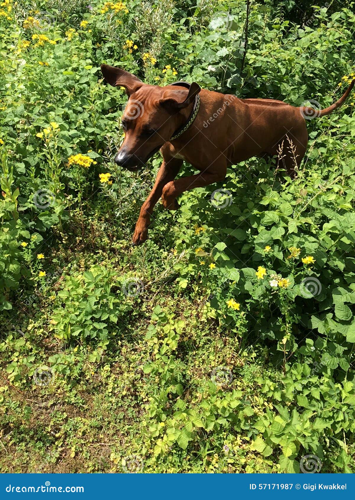 Jumping Rhodesian Ridgeback Royalty-Free Stock Image | CartoonDealer ...