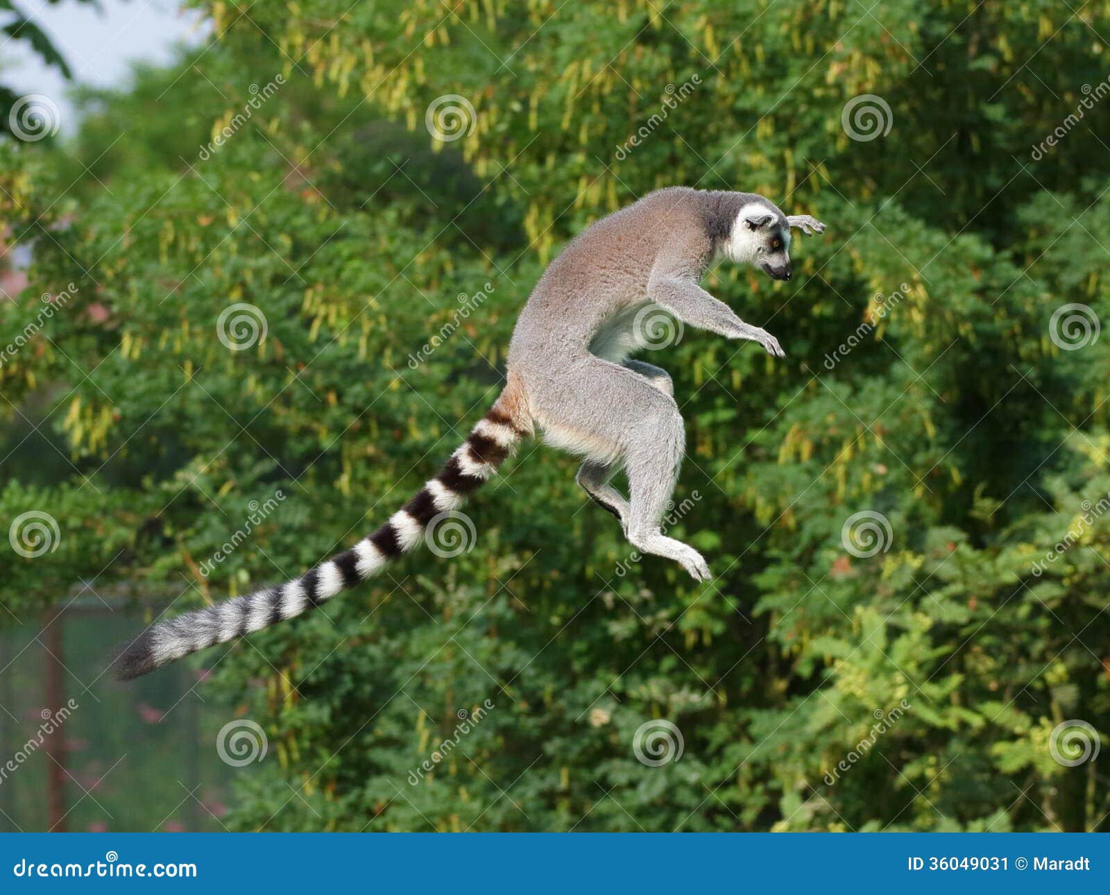 Jumping ring-tailed lemur stock image. Image of background - 36049031