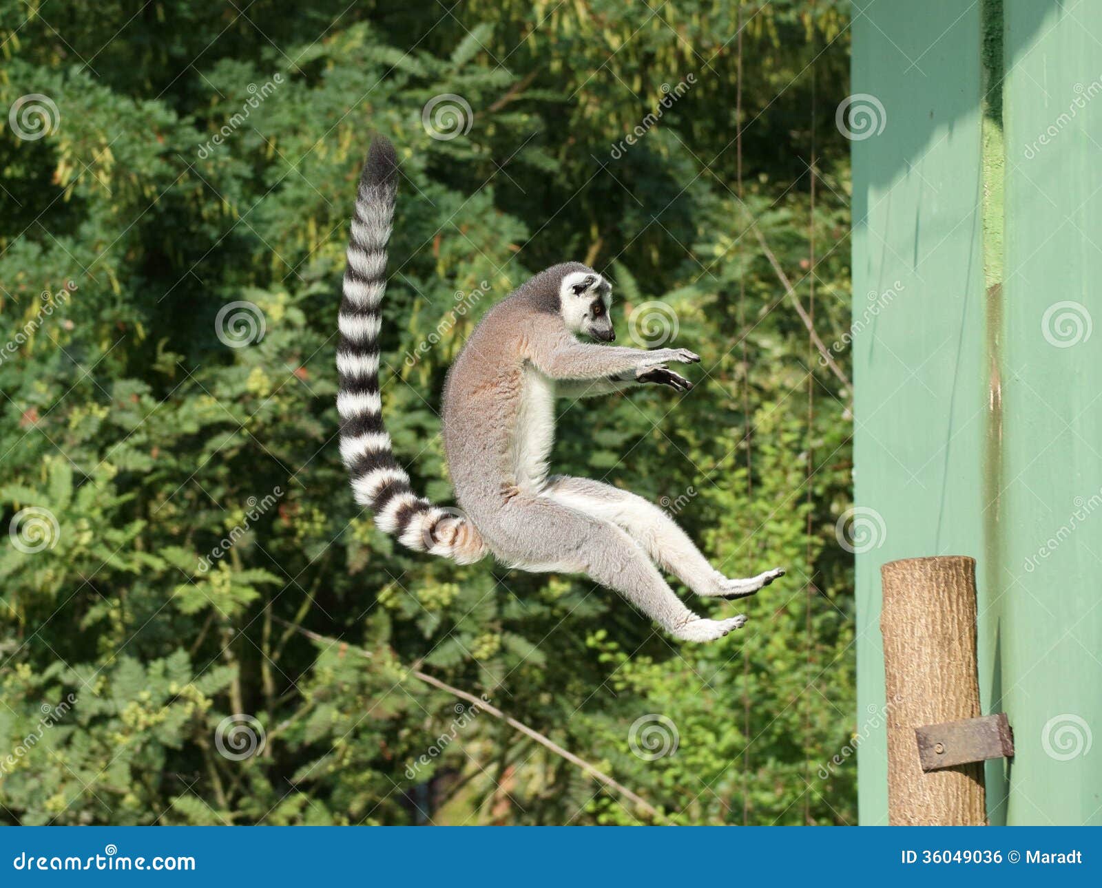 Lemur Jumping