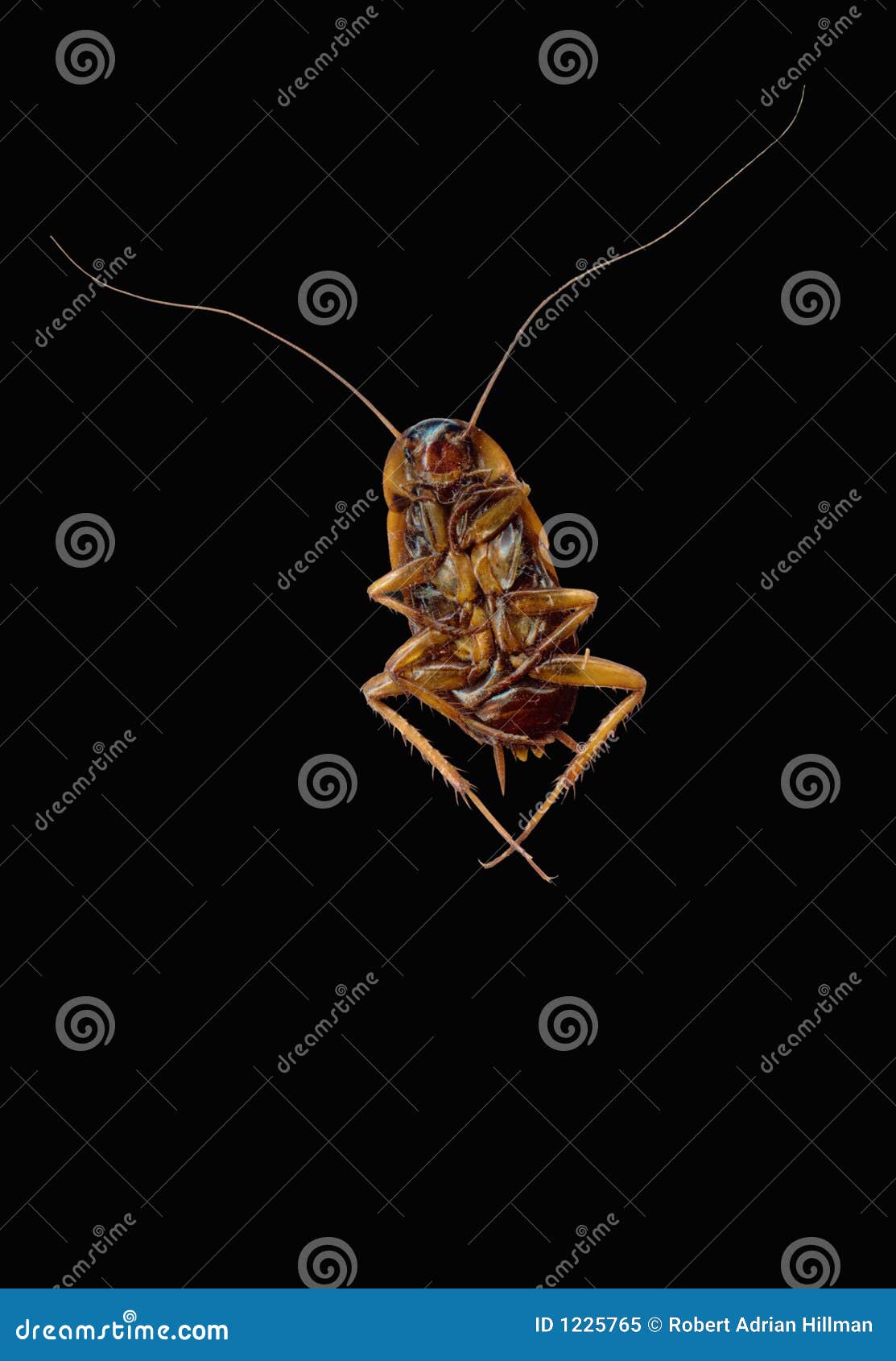 Set Of Isolated Cockroach On White Background. Closeup Madagascar ...