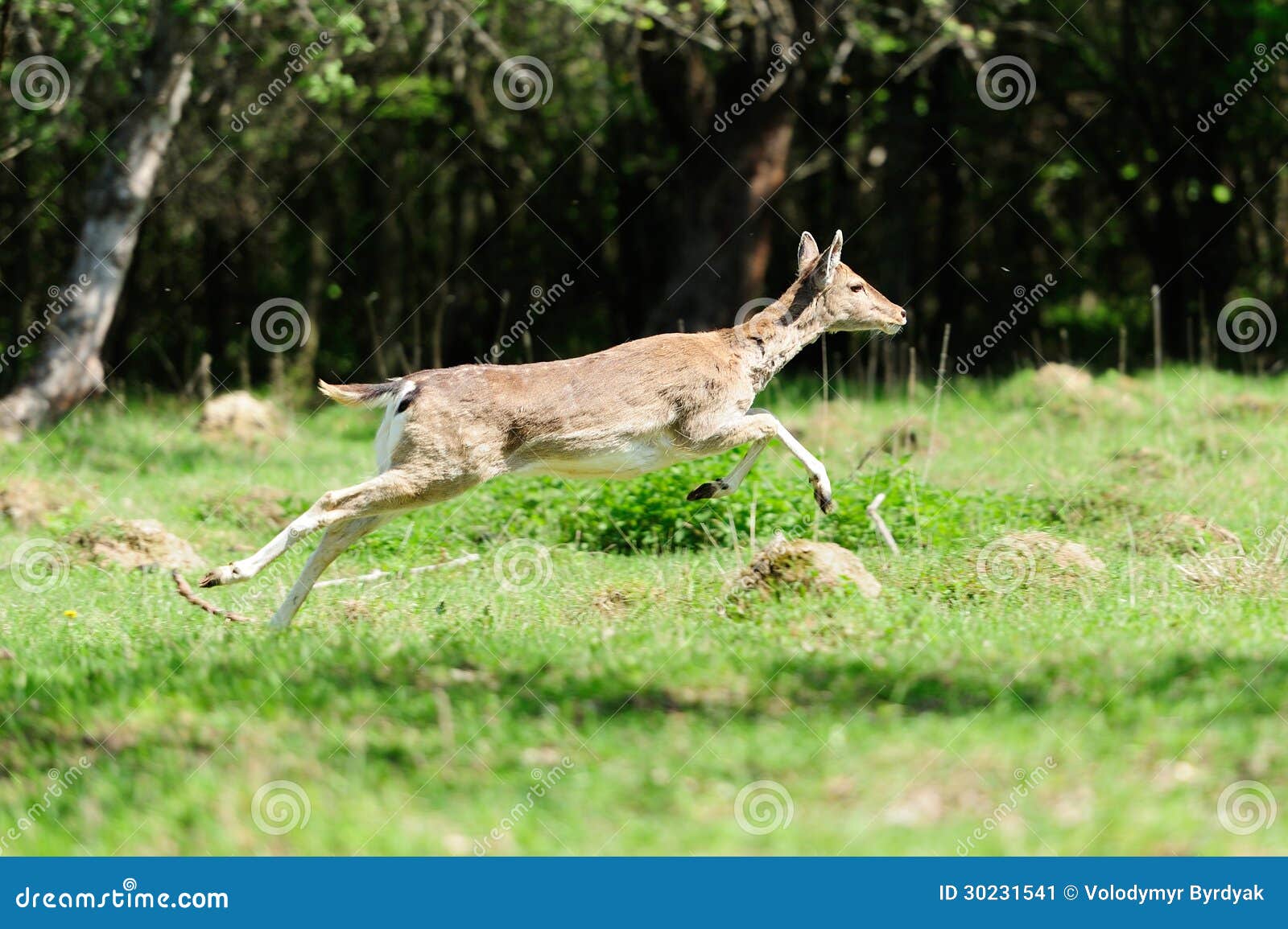 Jumping roe deer stock image. Image of jump, majestic - 30231541