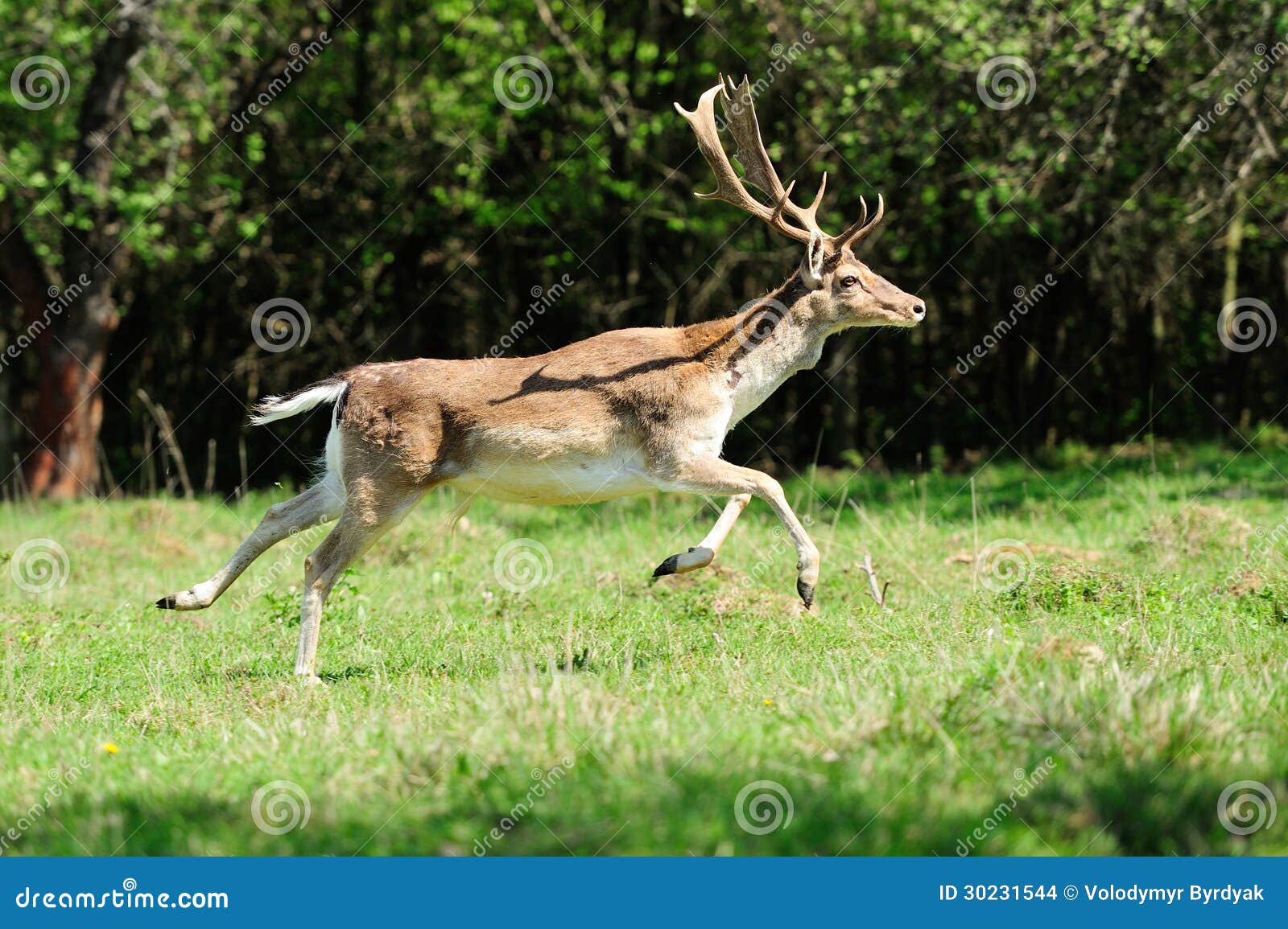 Jumping roe deer stock photo. Image of jump, seasonal - 30231544