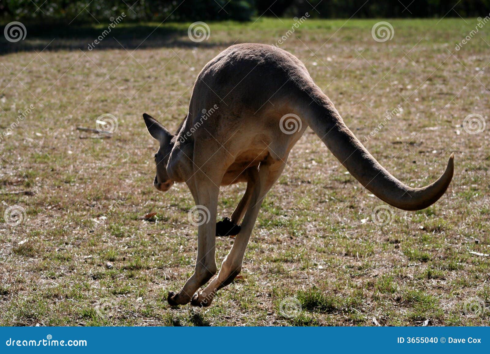 Jumping Roo stock photo. Image of australia, running, animal - 3655040