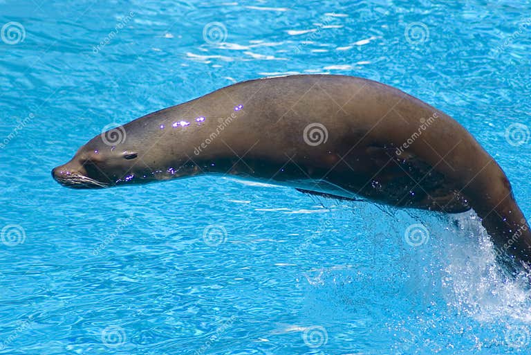 Jumping Sea Lion stock image. Image of jumping, close - 2616793