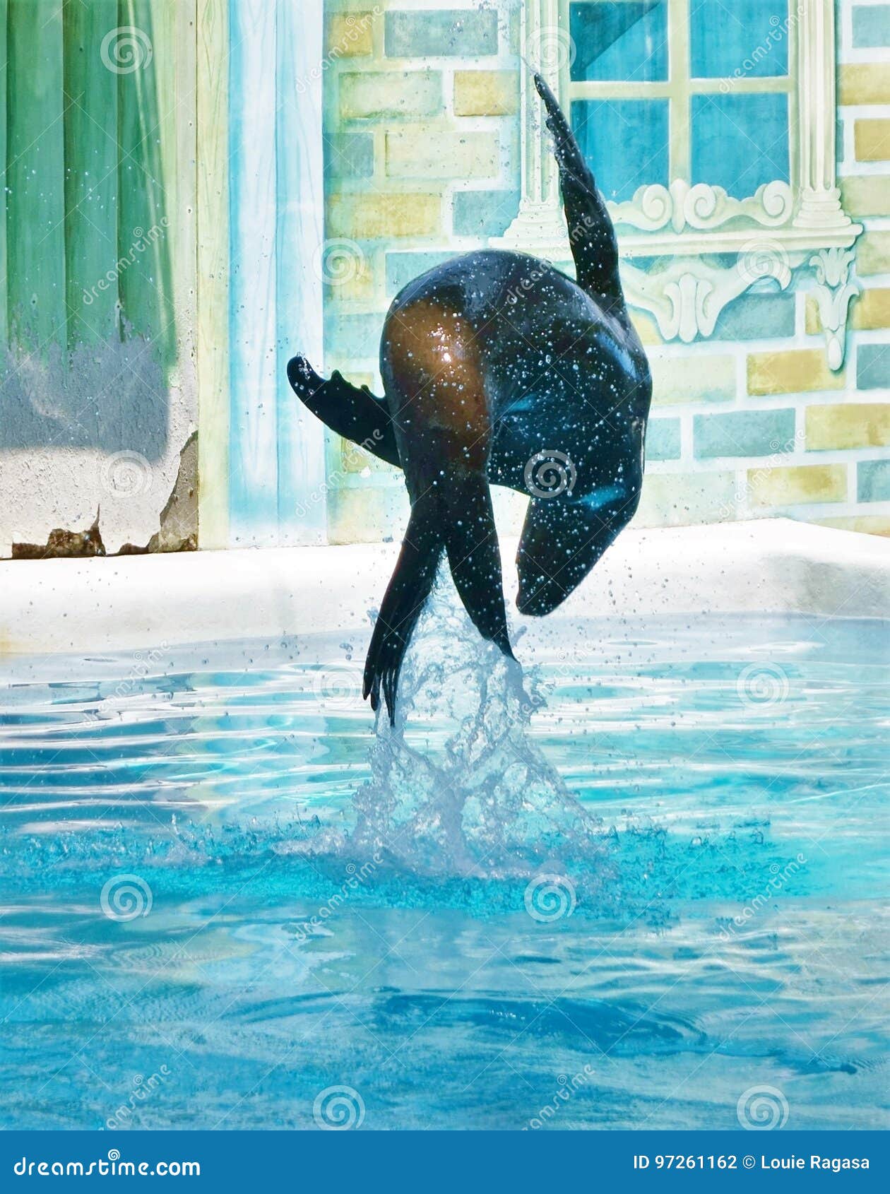Jumping Seal stock photo. Image of seal, theme, performance - 97261162