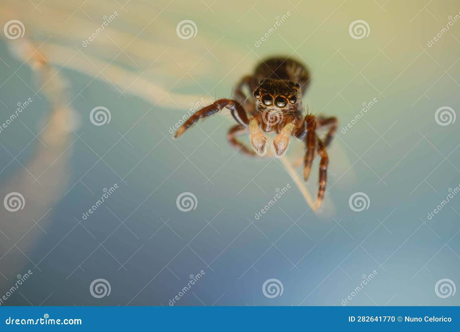 Jumping Soider Getting Ready To Jump Stock Photo - Image of spiderweb ...