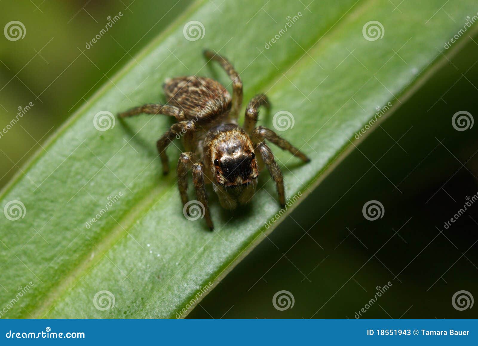 Jumping spider stock image. Image of colorful, animal - 18551943