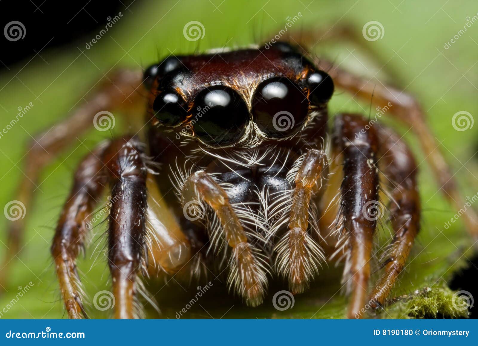 Jumping spider stock photo. Image of garden, animal, spider - 8190180