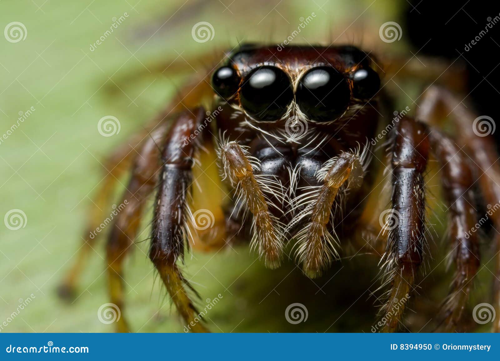 Jumping spider stock photo. Image of jumping, green, face - 8394950