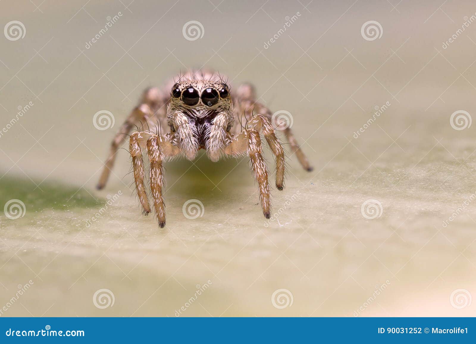 Jumping spider stock photo. Image of macro, closeup, salticidae - 90031252