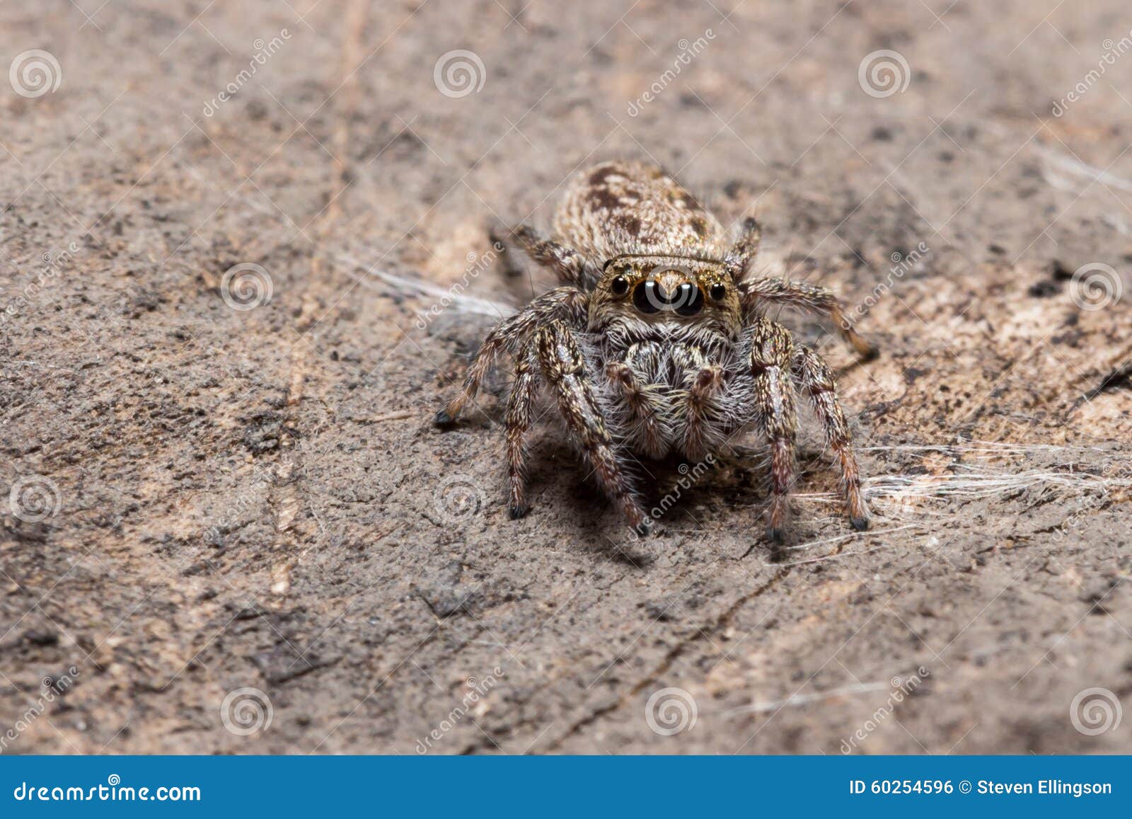 Jumping Spider Blends with Environment Stock Photo - Image of ...