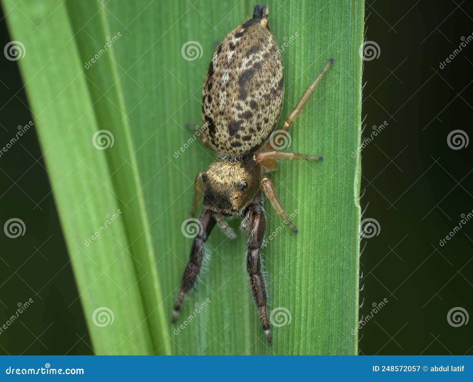Jumping Spider with Body Pattern Like Batik on Grass from Top View ...