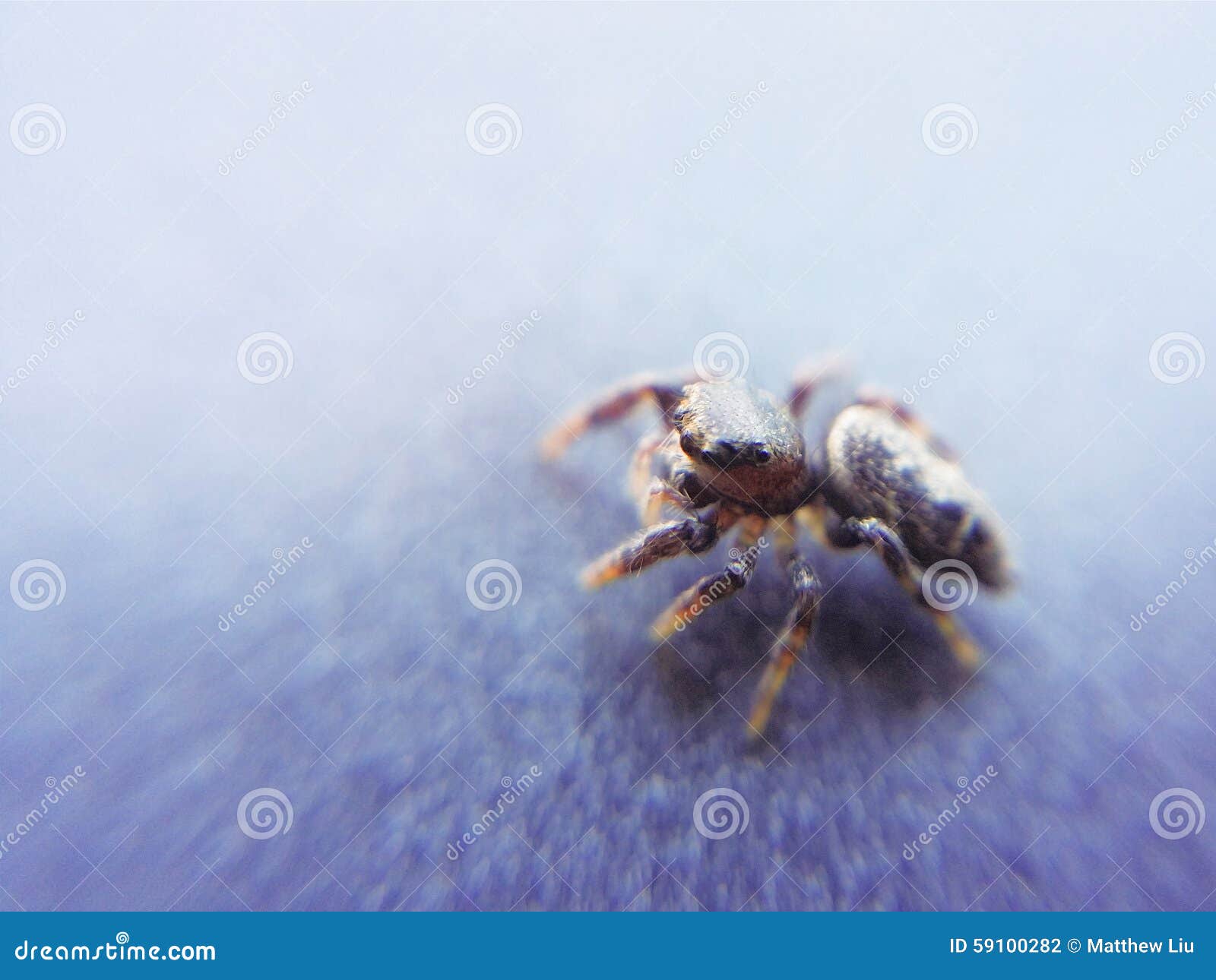 Jumping spider on a car stock photo. Image of nature - 59100282