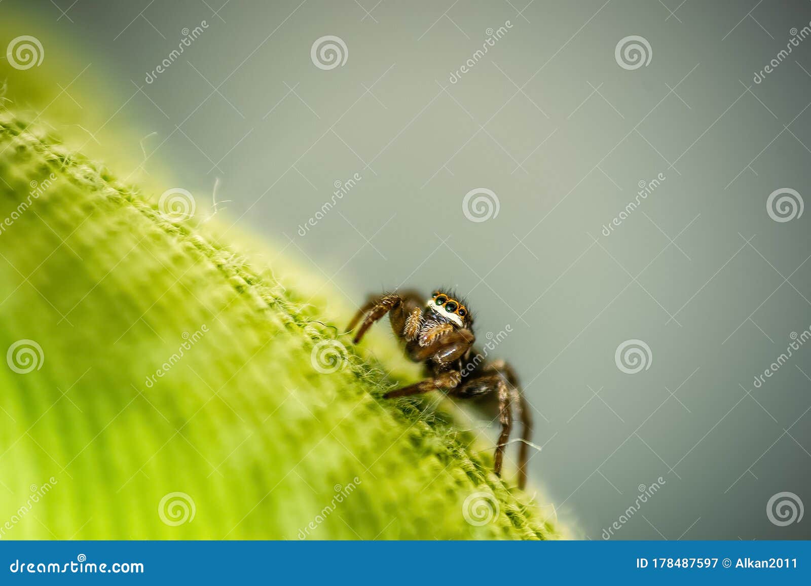 Jumping Spider Climbing on a Green Pillow Stock Image - Image of ...
