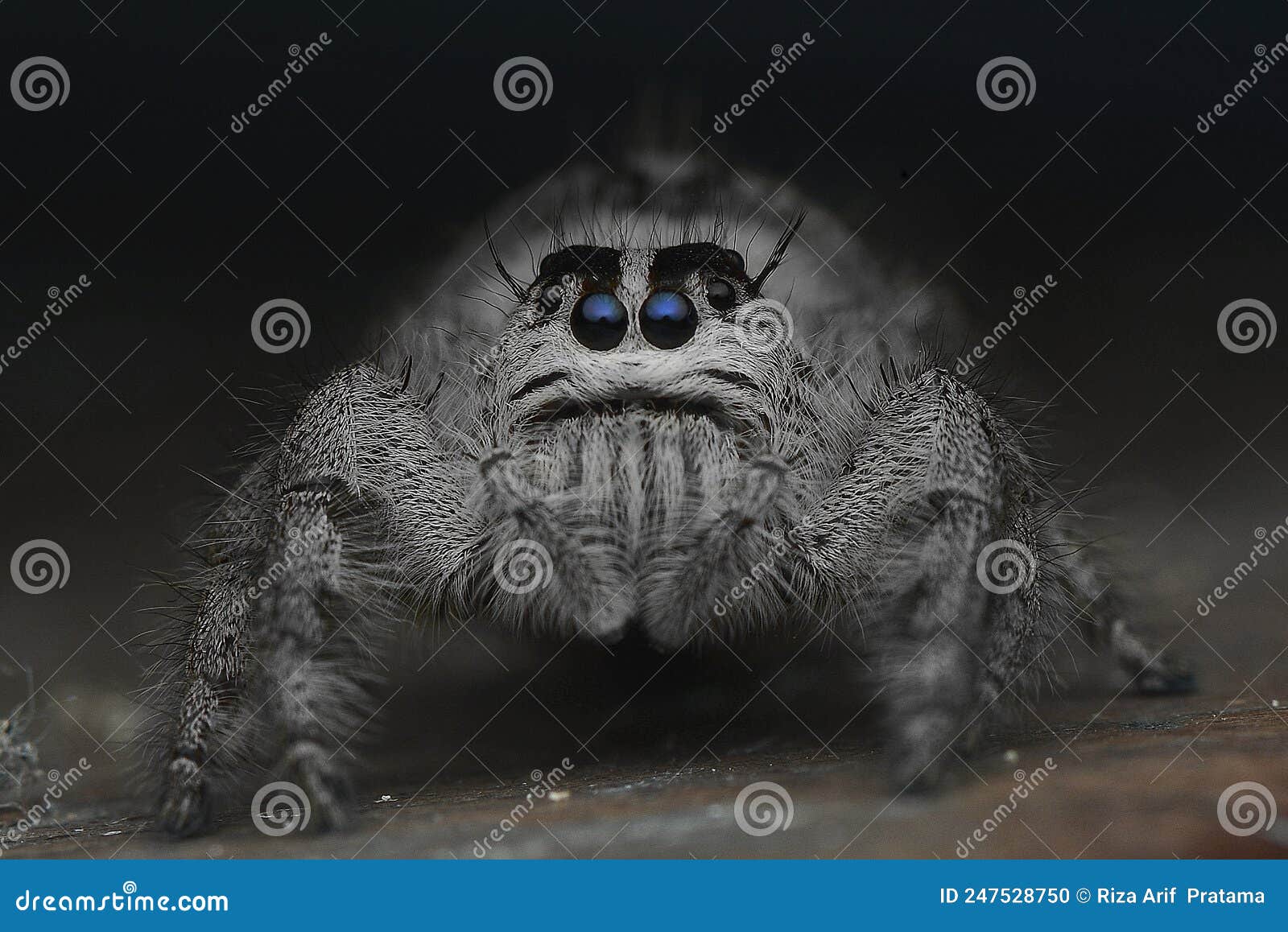 Spider. Close Up Camel Spider Isolated On Green Background. Also Known ...