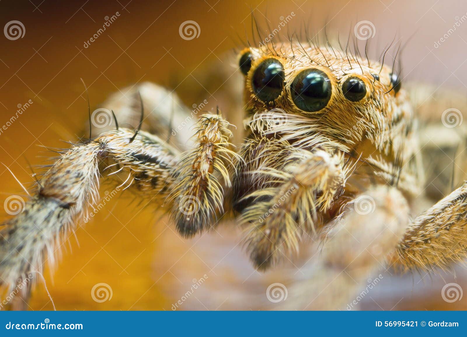 Jumping spider close up stock image. Image of micro, eyes - 56995421