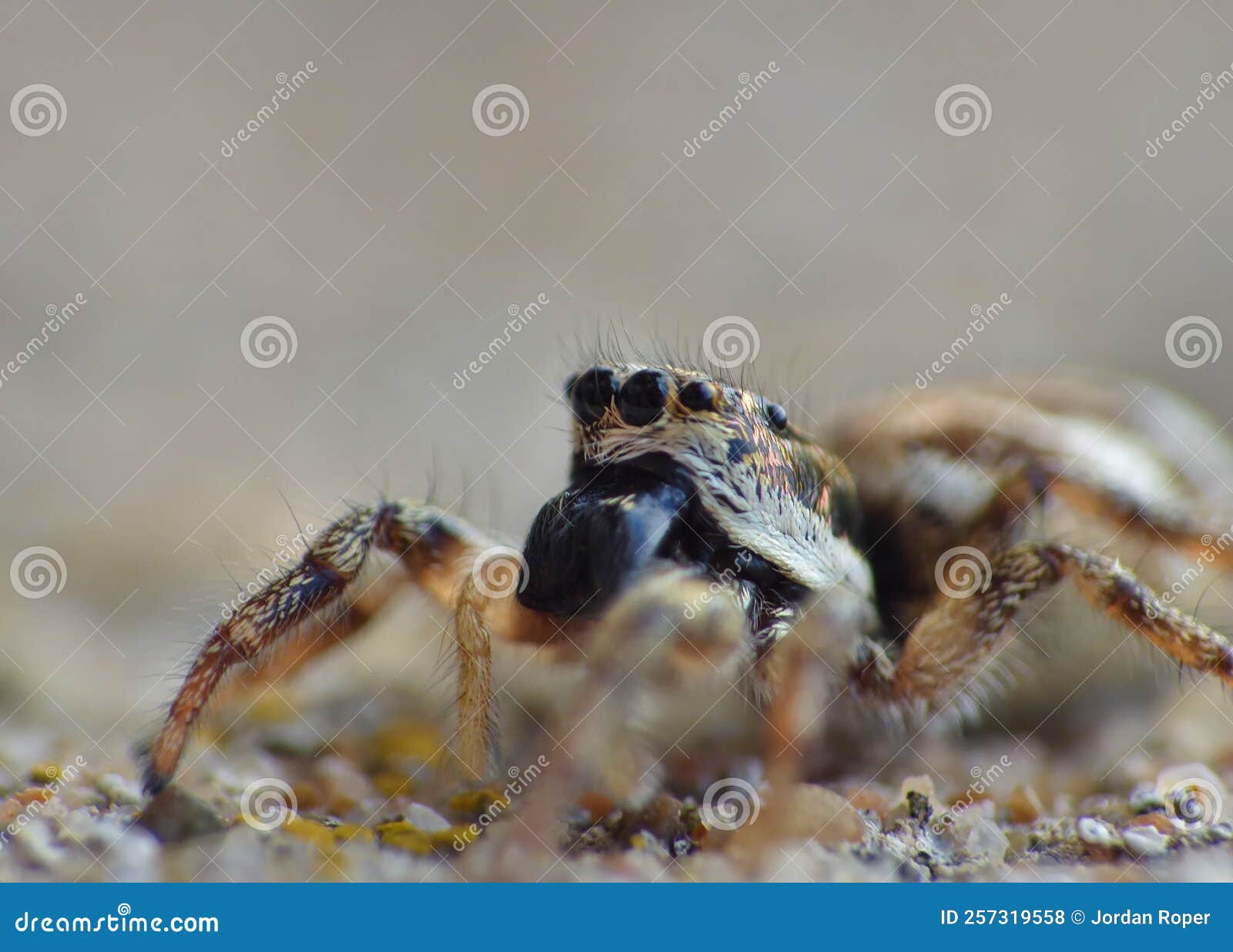 Jumping Spider close up stock photo. Image of beautiful - 257319558