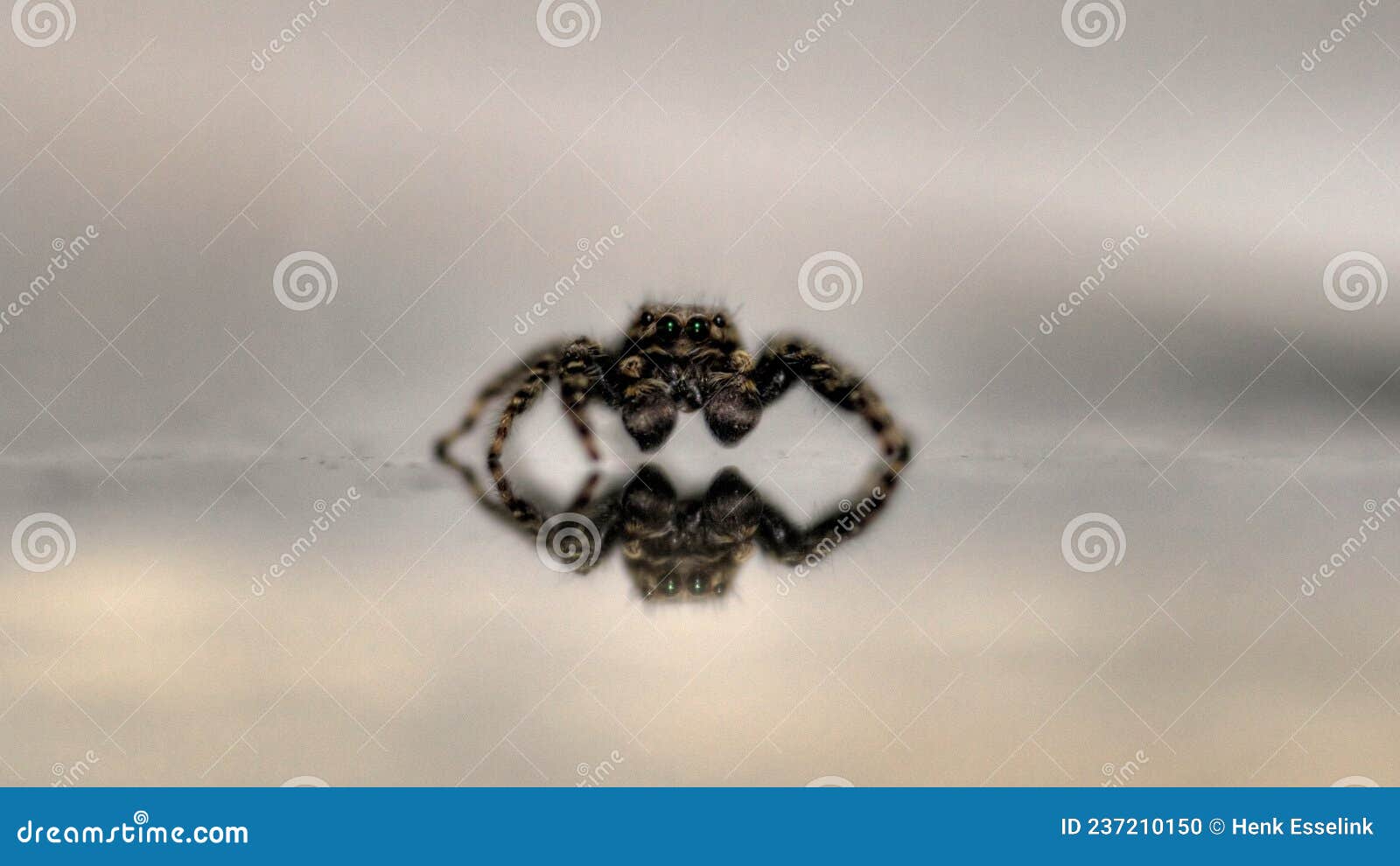 Jumping spider stock photo. Image of closeup, watching - 237210150
