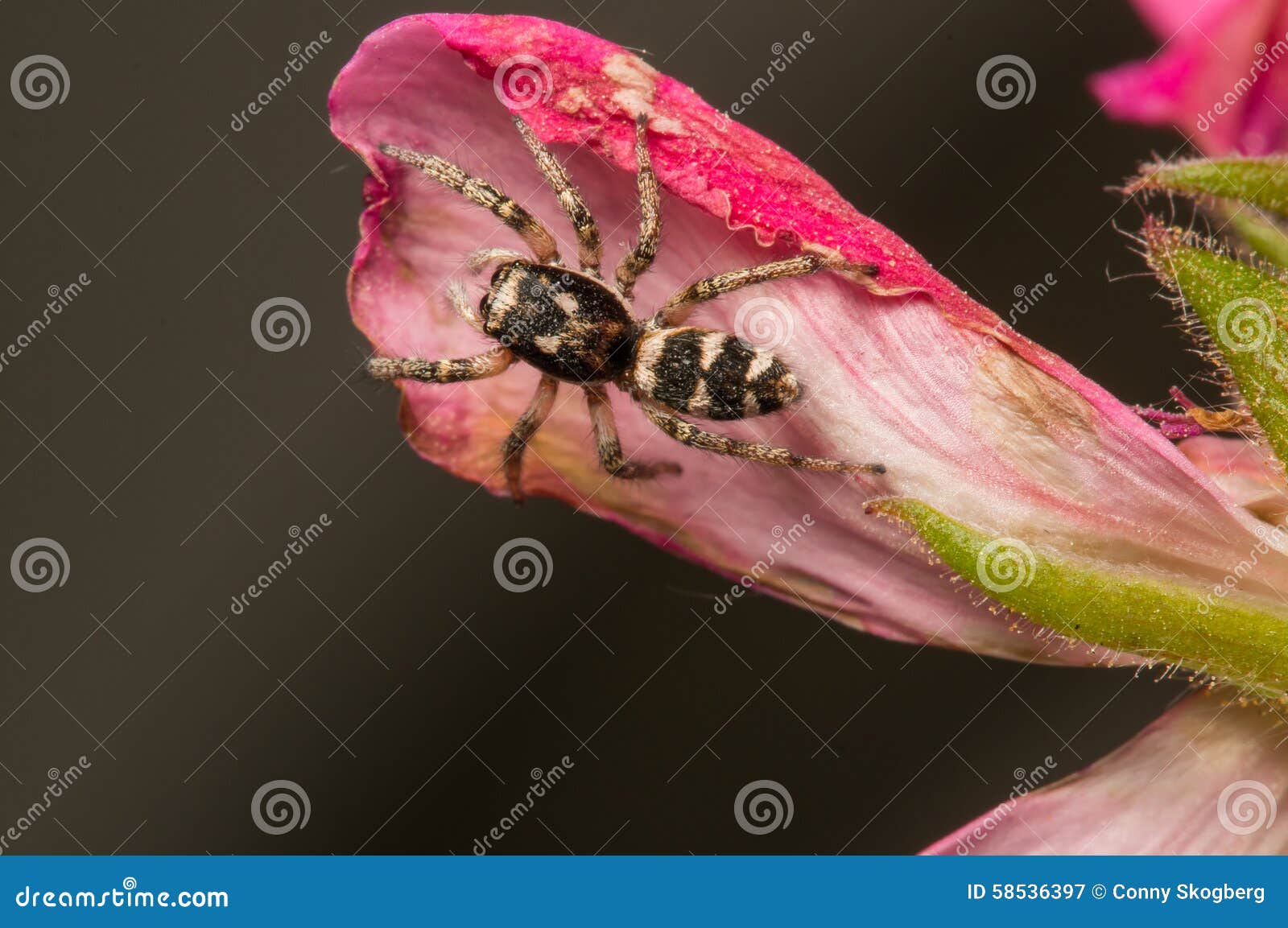 Spider Sneaking Stock Photos - Free & Royalty-Free Stock Photos from ...