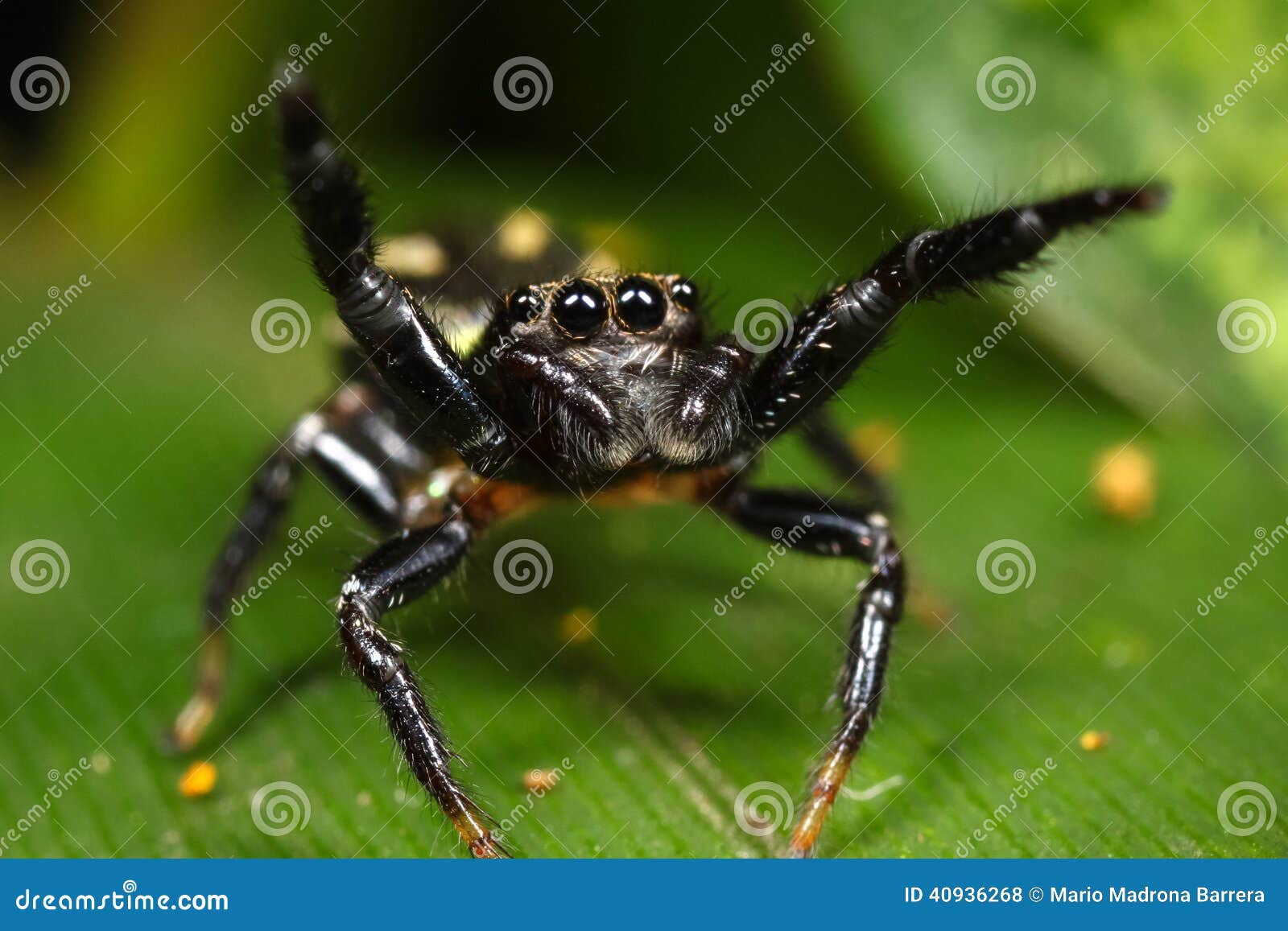 Jumping spider stock photo. Image of macro, jumping, arms - 40936268