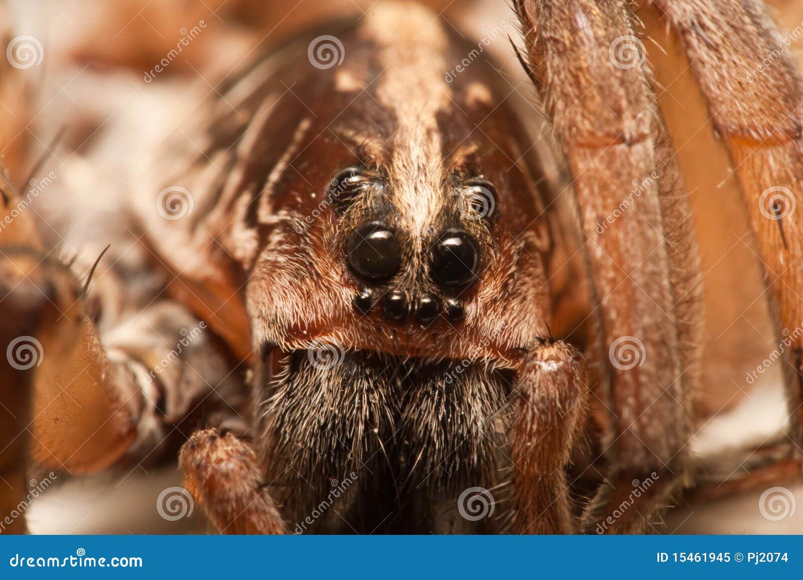 Jumping Spider Closeup stock image. Image of animals - 15461945