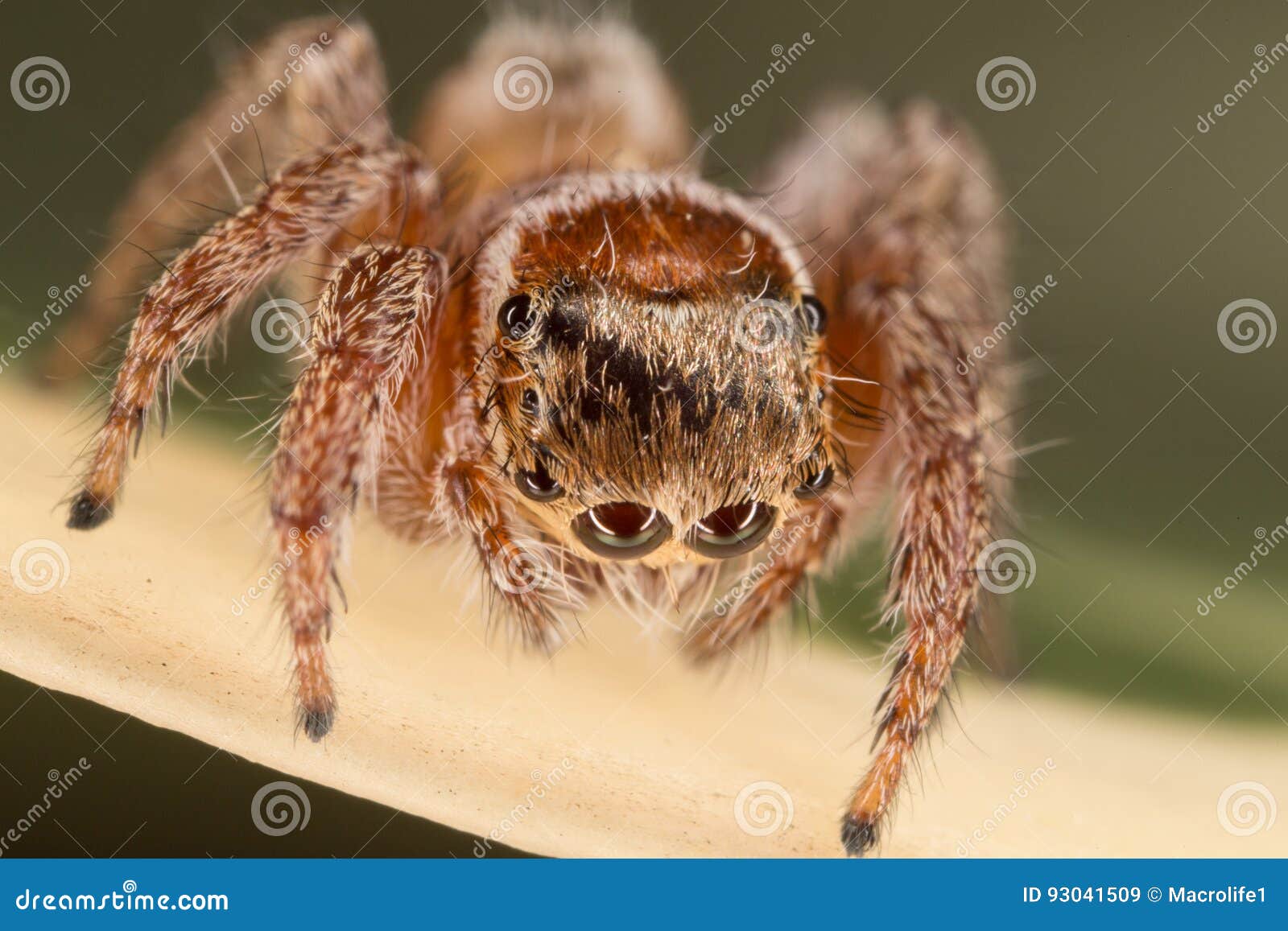 Jumping spider stock image. Image of science, details - 93041509
