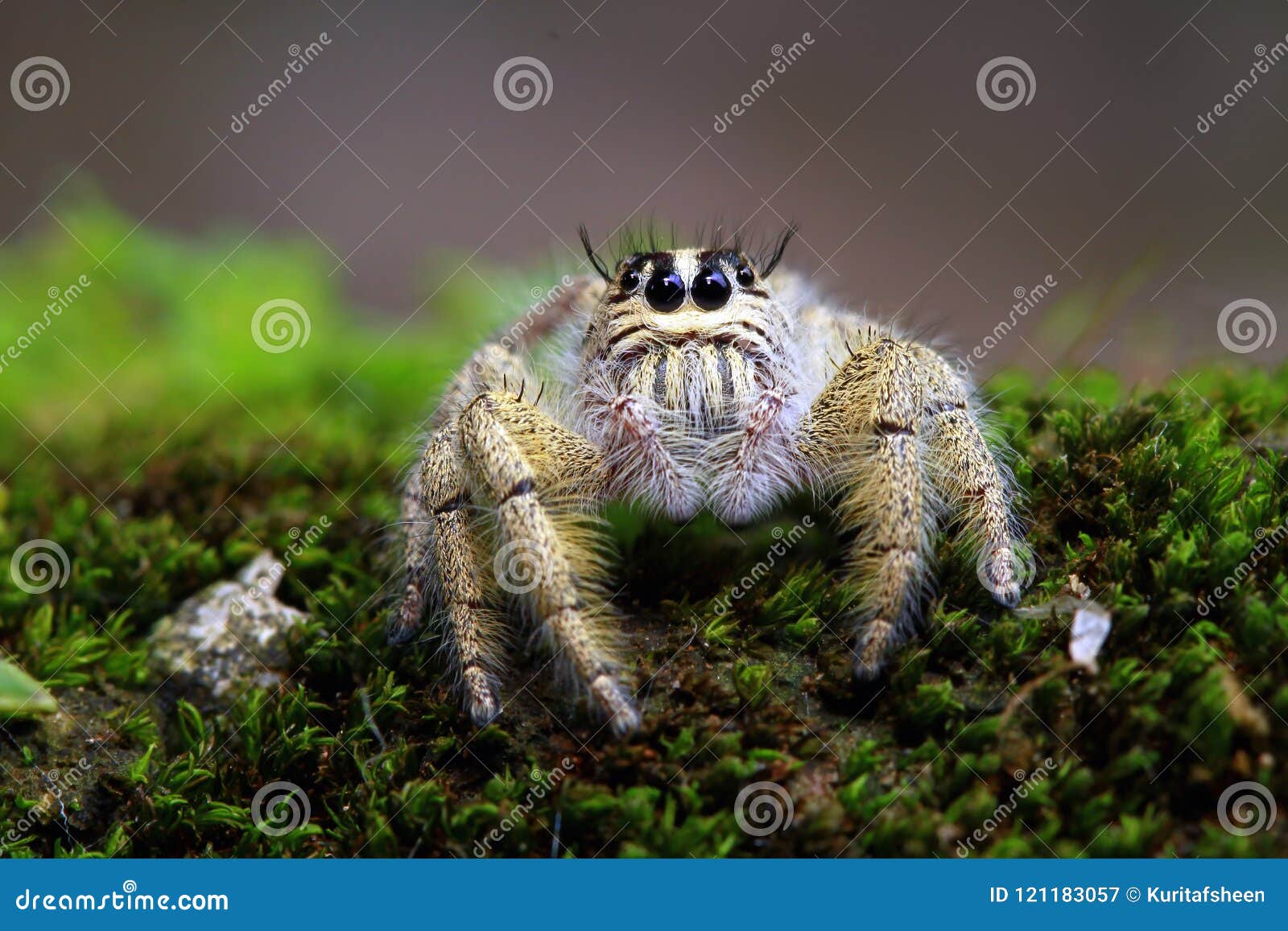 Jumping Spider Closeup, Spider Stock Image - Image of meadow, adorable ...