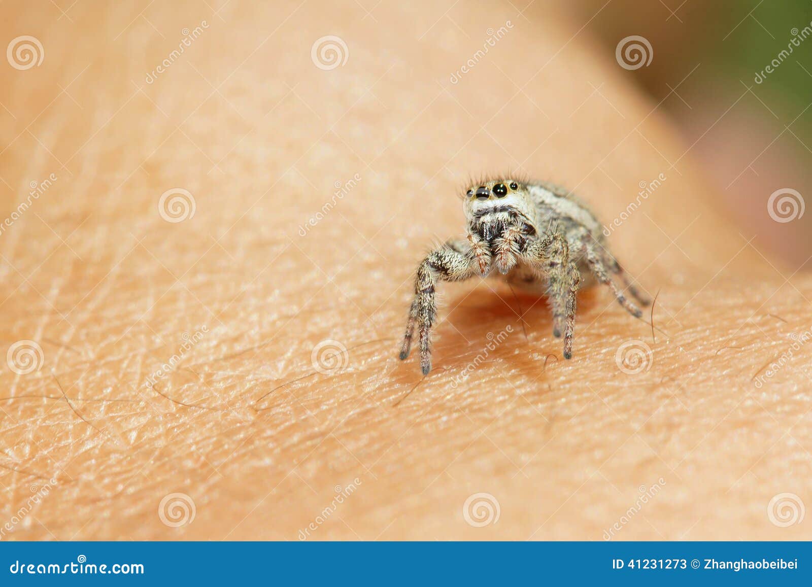 Jumping spider stock image. Image of human, jump, creeping - 41231273