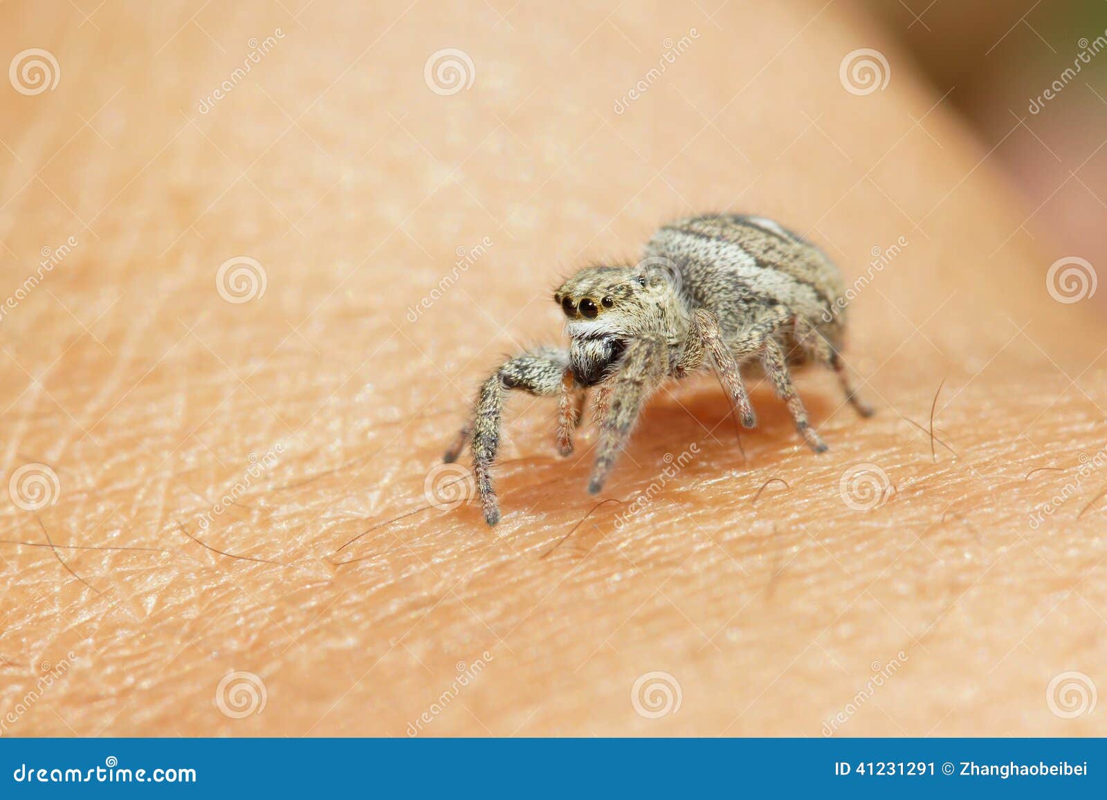 Jumping spider stock image. Image of skin, araneid, goggle - 41231291
