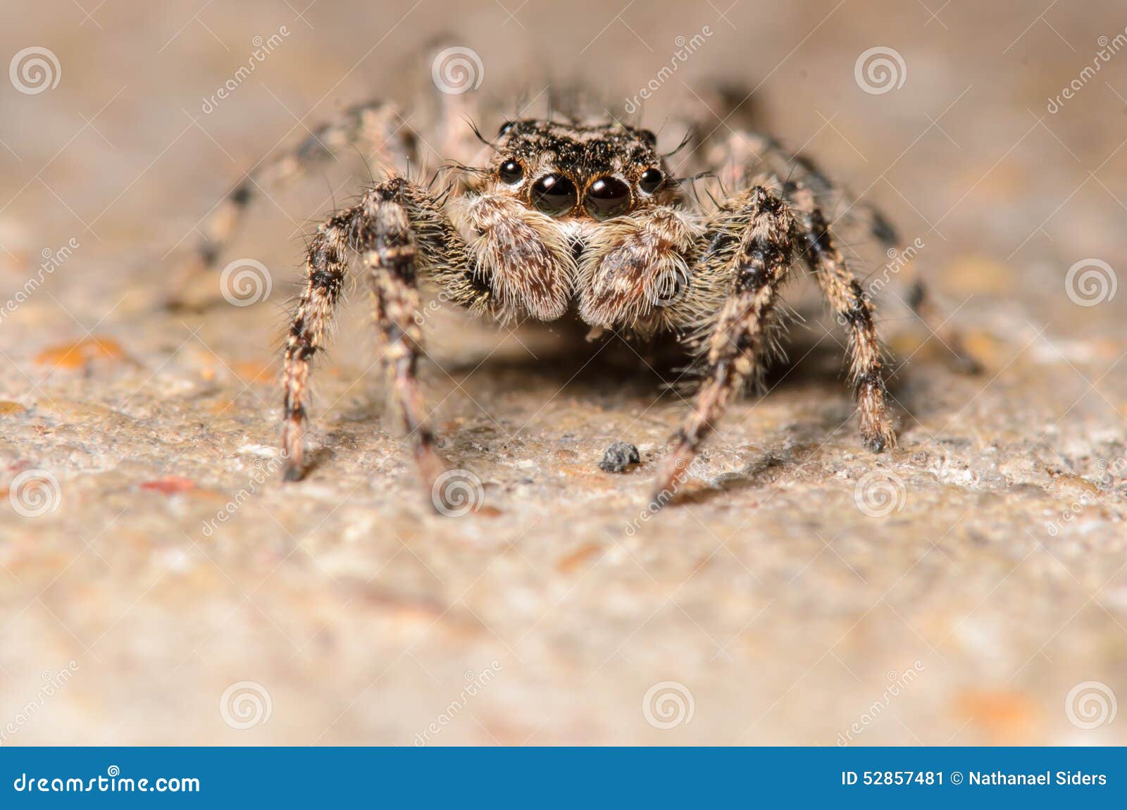Jumping Spider stock image. Image of face, beauty, legs - 52857481
