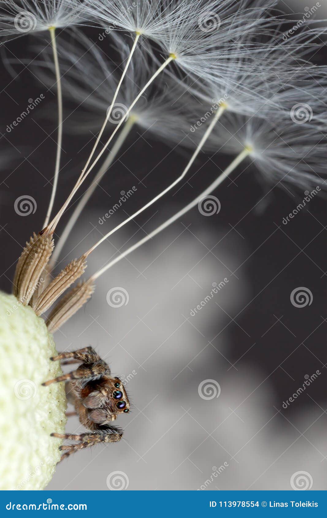 Jumping spider and fluffy stock photo. Image of fragile - 113978554