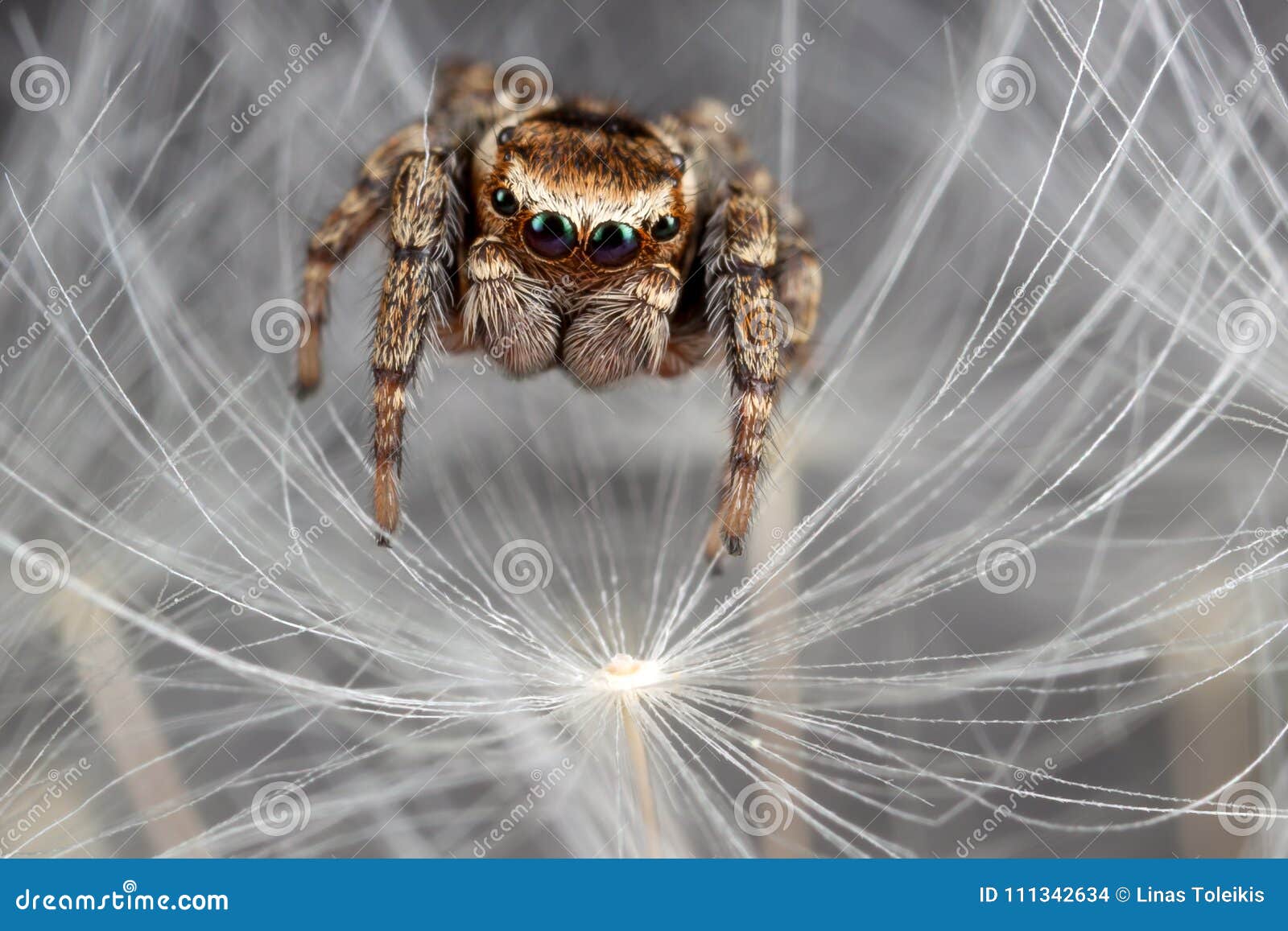Jumping Spider and Dandelion Fluff Stock Photo - Image of soft, nature ...