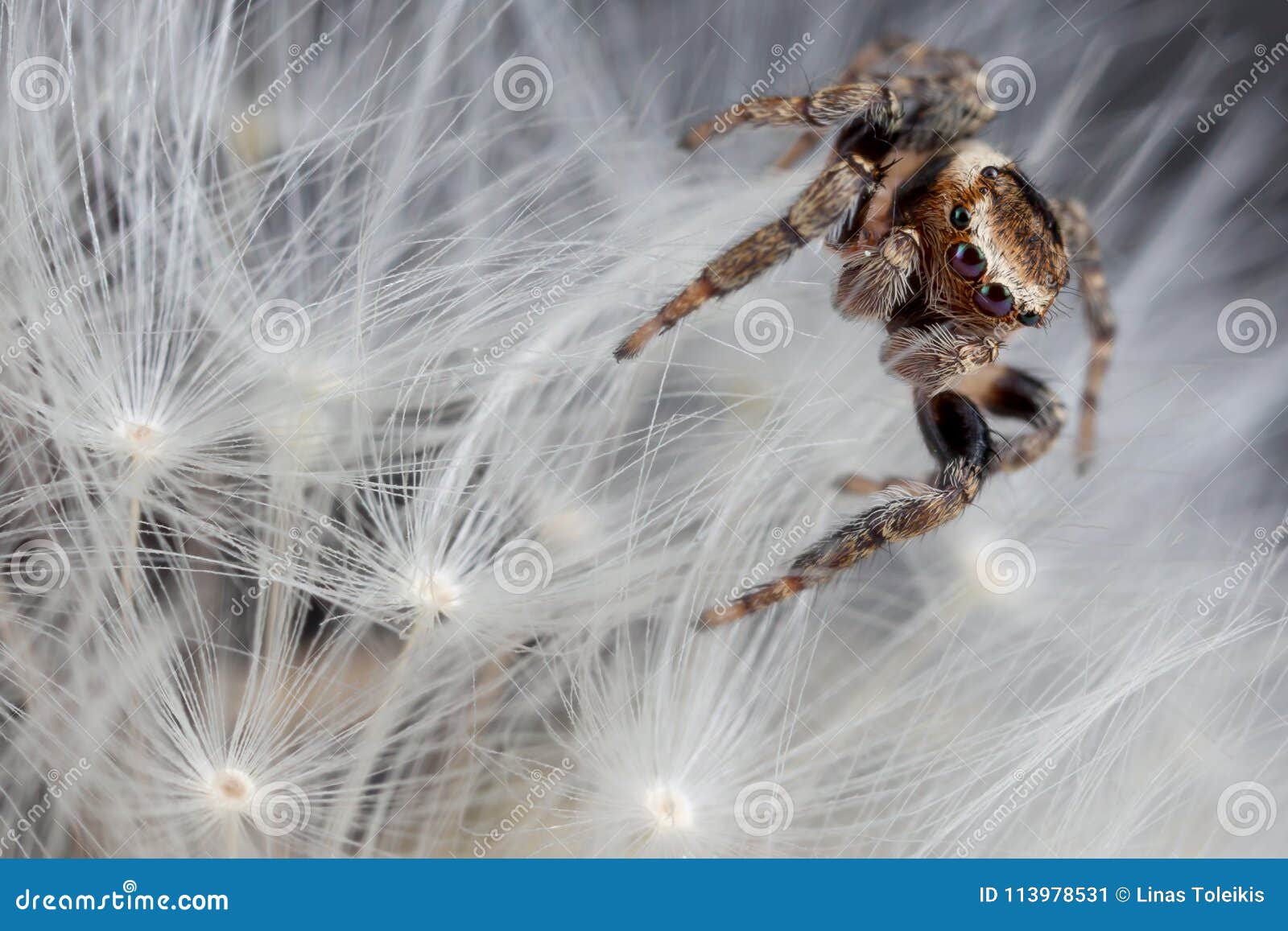 Jumping Spider on the Dandelion Plant Stock Image - Image of bristling ...