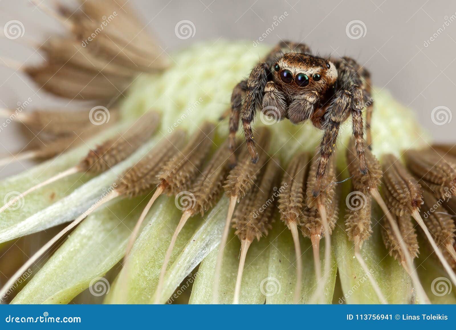 Jumping Spider Sitting on the Dandelion Stock Image - Image of flower ...