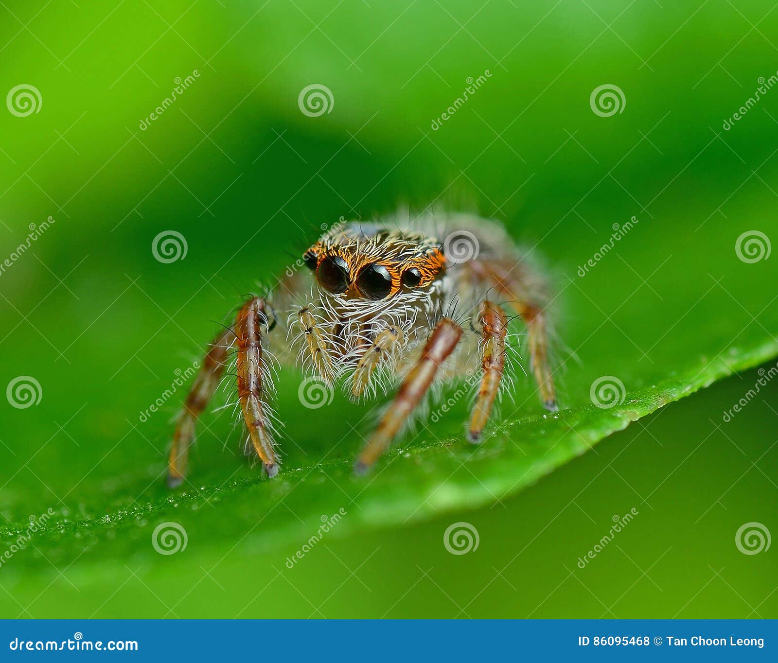 Jumping Spider stock photo. Image of details, background - 86095468